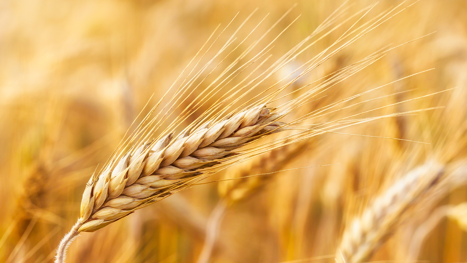 La Importancia de los Commodities en la Nutrición Animal: Qué Son y Por ...